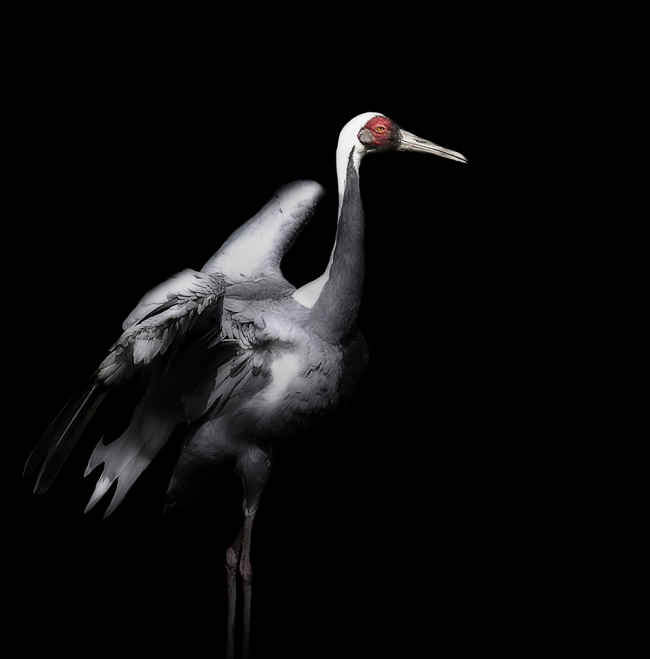 Grue. photo et image | animaux, faune, nature Images fotocommunity