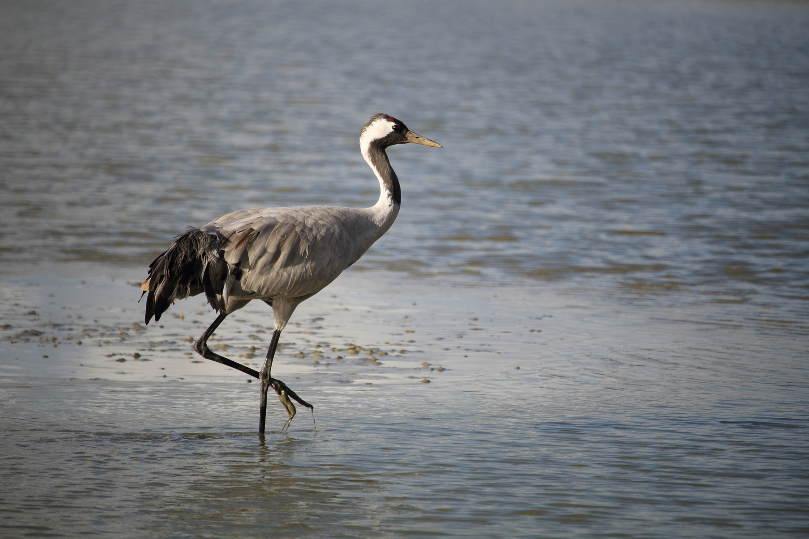 Grue cendrée photo et image | animaux, animaux sauvages, oiseaux Images ...