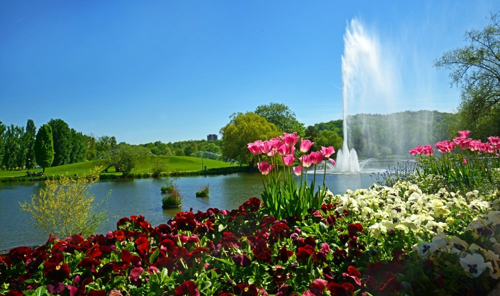 Grün 80 Park in Basel Schweiz. Foto & Bild | flowers, park, natur ...