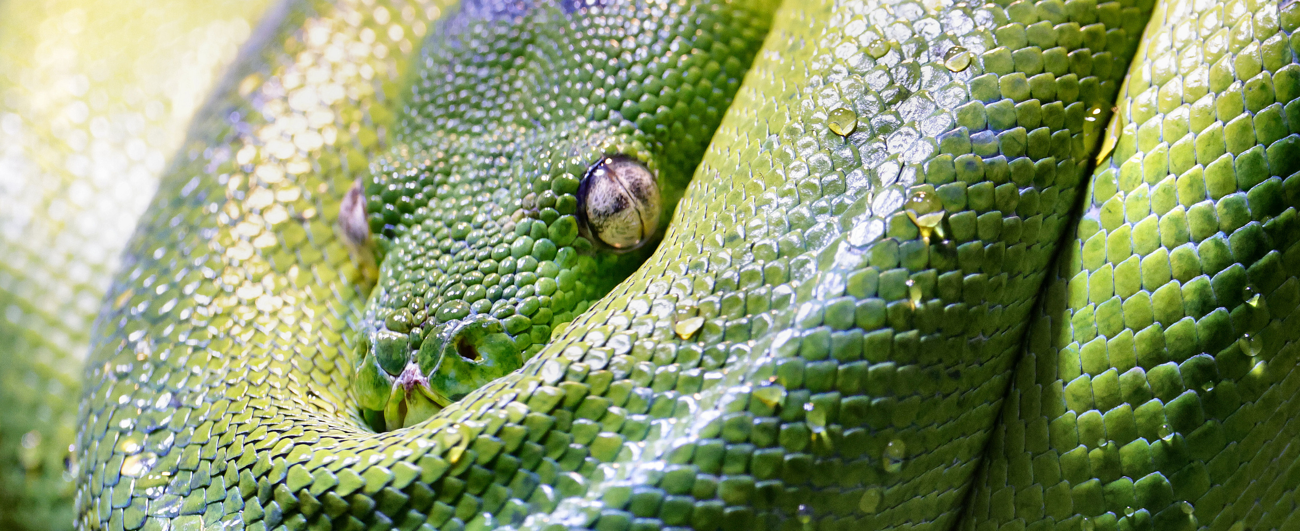 grün + baum + python Foto & Bild | natur, zoo, tiere Bilder auf ...