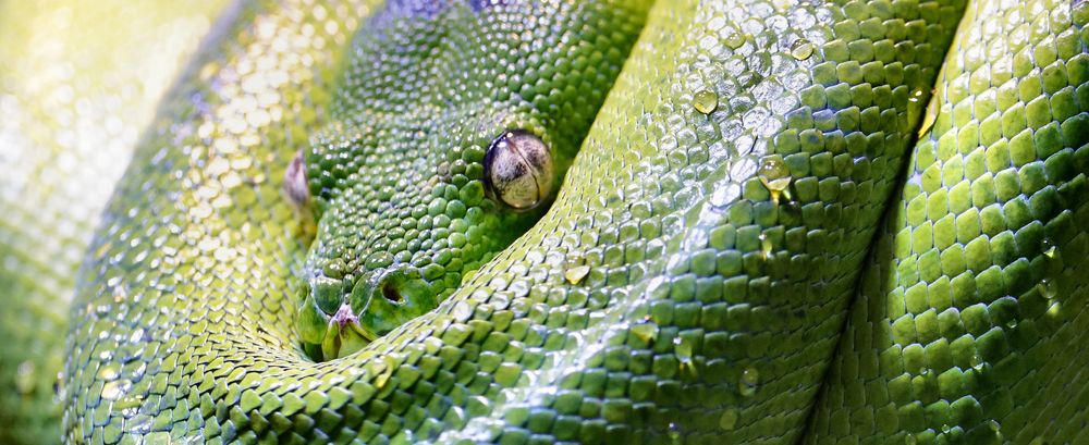 grün + baum + python Foto & Bild | natur, zoo, tiere Bilder auf ...