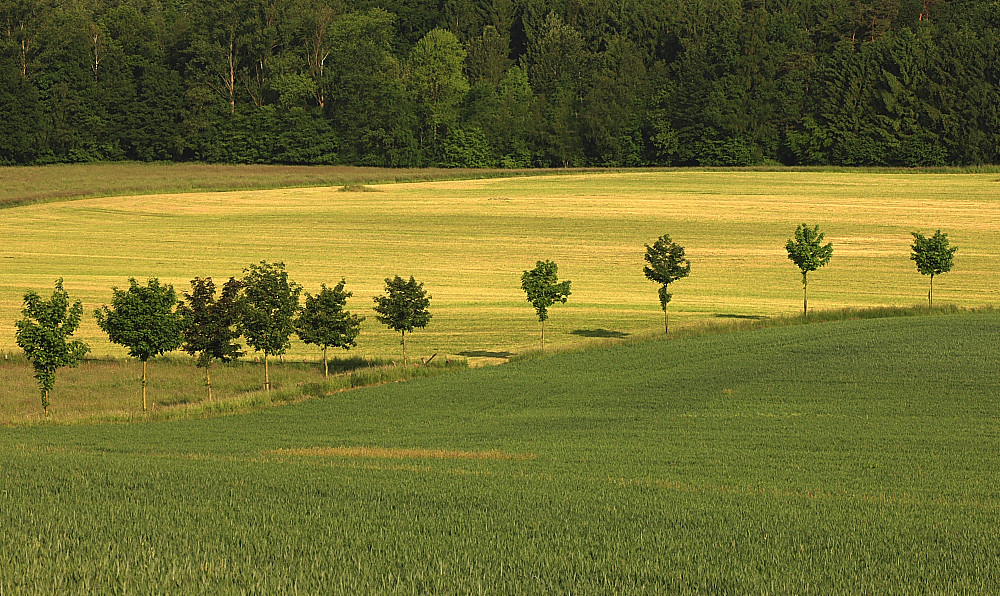 Grün Foto & Bild | landschaft, Äcker, felder & wiesen, natur Bilder auf fotocommunity