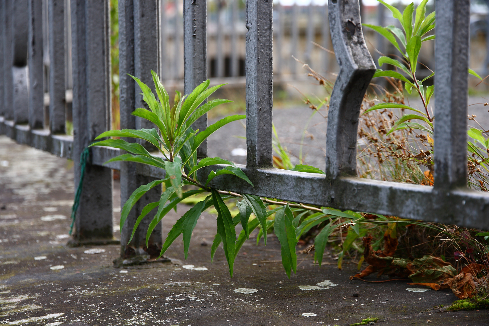 Grün in der Stadt Foto & Bild | anfängerecke - nachgefragt, nachgefragt ...