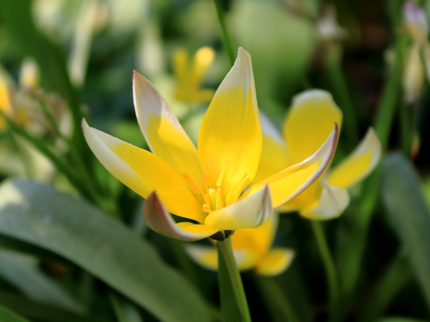 Grün - Rot - Orange - Rot - Weiß - Gelb Foto & Bild | pflanzen, pilze ...