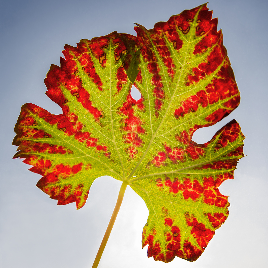 grün - rot - rot Foto & Bild | deutschland, europe, baden- württemberg ...