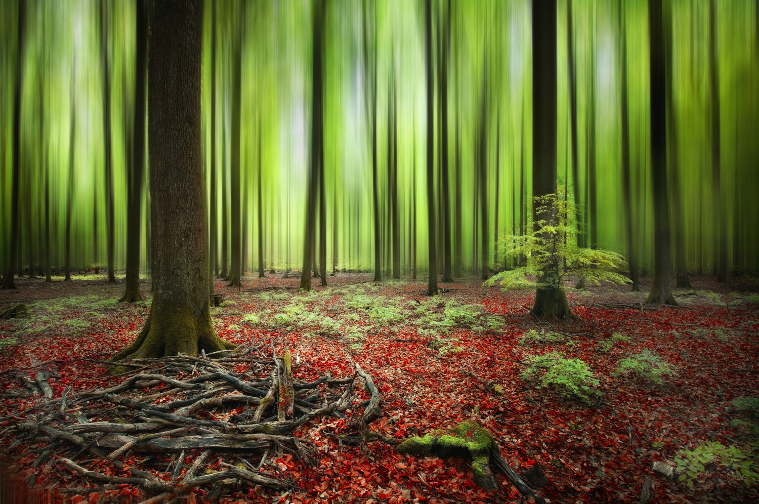 Grün - Rot - Wald Foto & Bild | landschaft, jahreszeiten, frühling ...