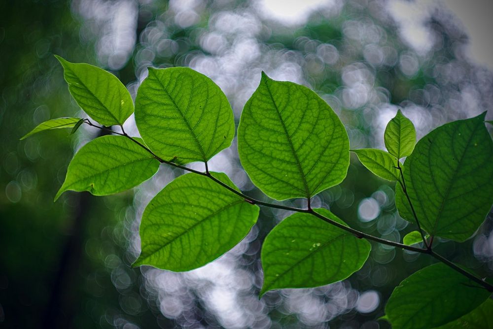 Grün-Weiß Foto & Bild | pflanzen, motive, helios 44 Bilder auf ... Grün-Weiß Foto & Bild | pflanzen, motive, helios 44 Bilder auf ...