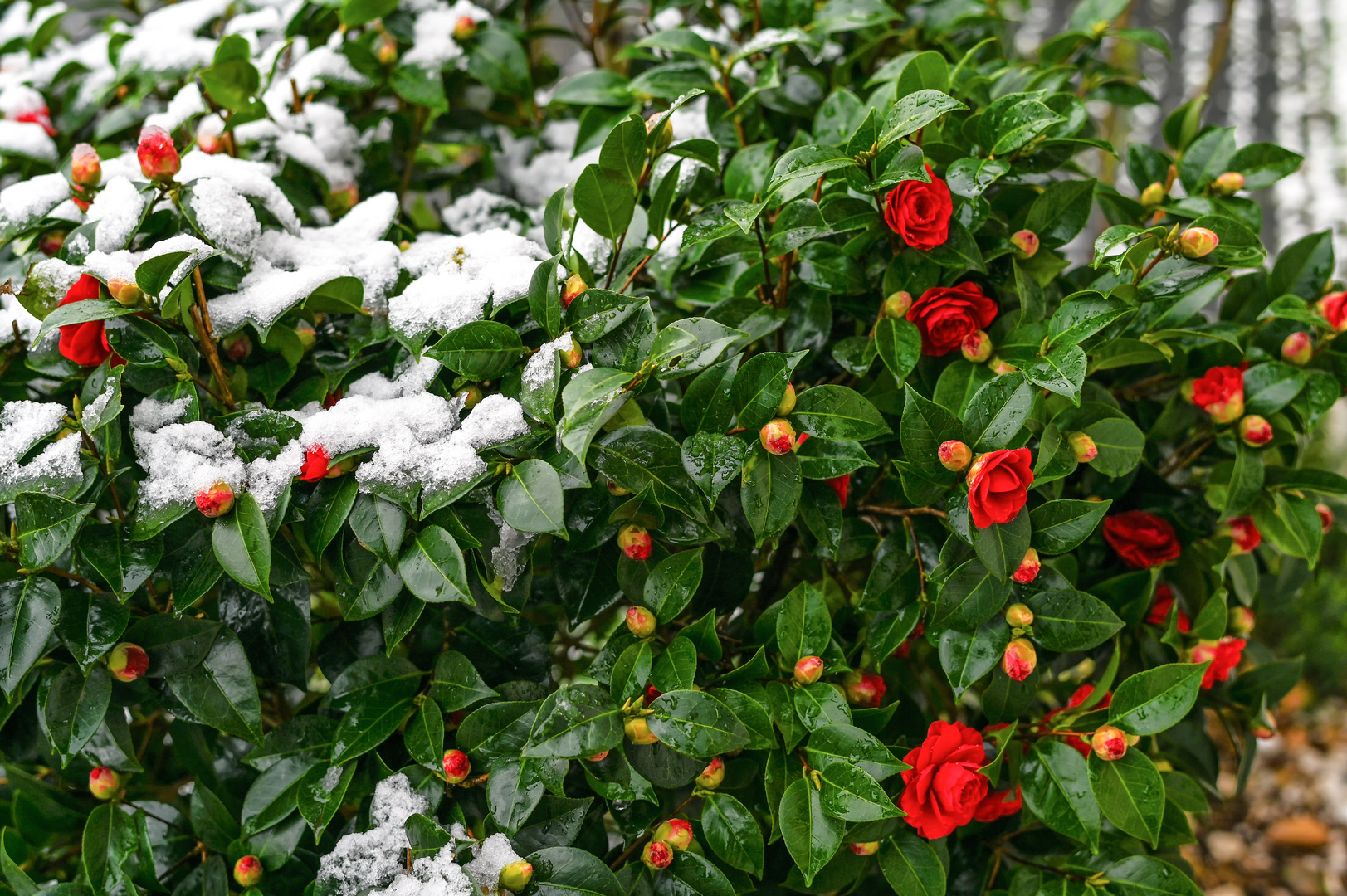 Grün, Weiß und Rot ! Foto & Bild | makro, frühling, natur Bilder auf ...