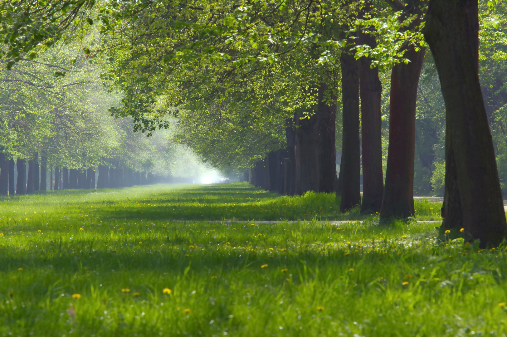 grüne Allee Foto & Bild | deutschland, europe, sachsen Bilder auf ...