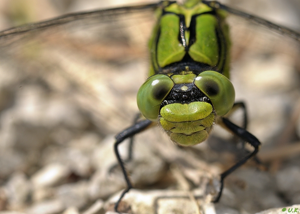 Grüne Augen schauen dich an... Foto & Bild | tiere, wildlife, libellen ...
