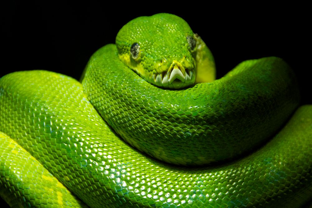 Grüne Baumpython Foto & Bild | tiere, wildlife, amphibien & reptilien ...