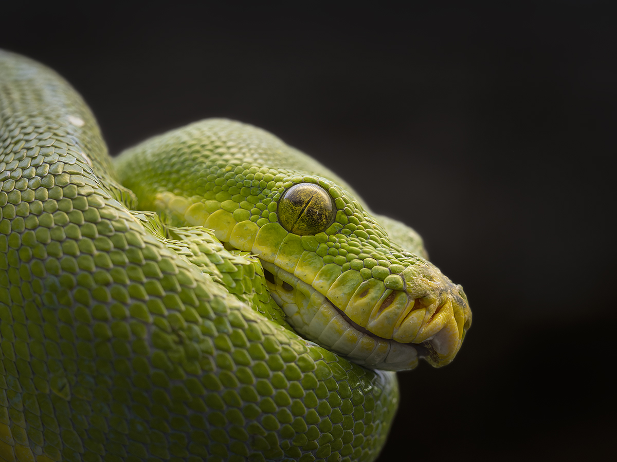 grüne Baumpython Foto & Bild | natur, zoo, tiere Bilder auf fotocommunity