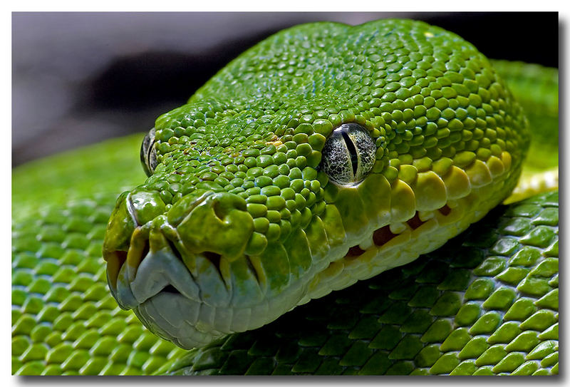 Gruene Baumpython - Chondropython viridis Foto & Bild | tiere, zoo ...