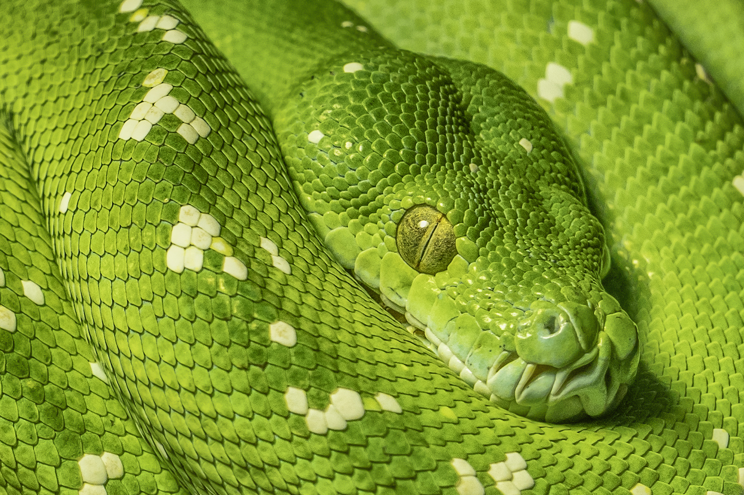 Grüne Baumpython II Foto & Bild | tiere, wildlife, amphibien ...