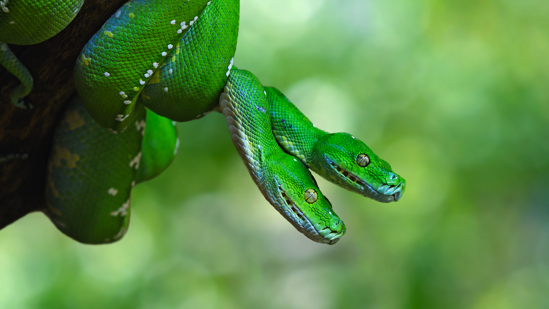Grüne Baumpythons Foto & Bild | grün, natur, zoo Bilder auf fotocommunity