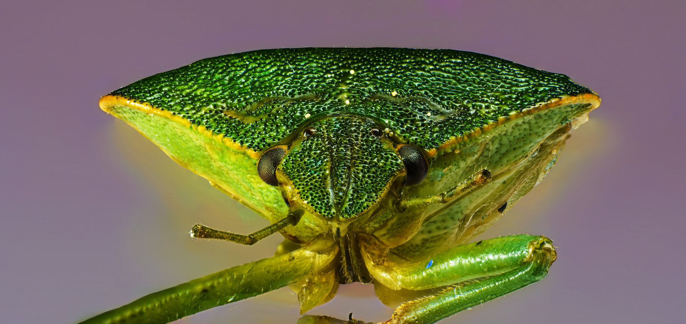 gruene Baumwanze Foto & Bild | natur Bilder auf fotocommunity