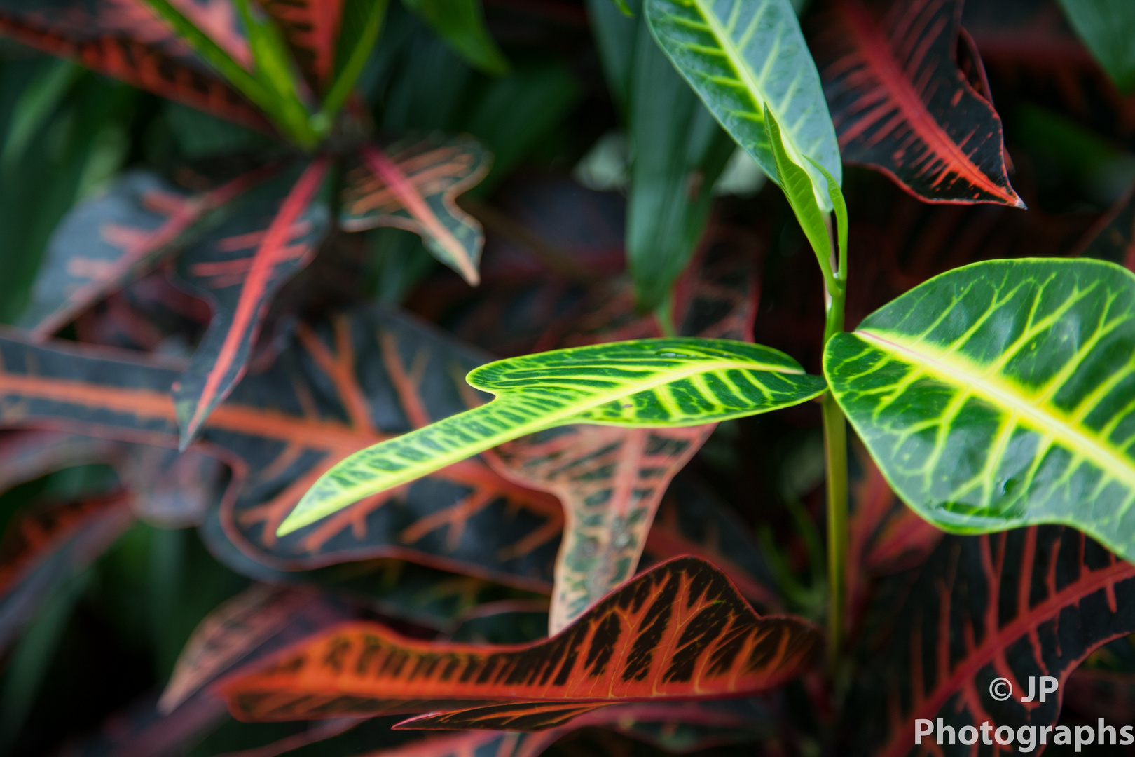 Grüne Blätter Foto & Bild | pflanzen, pilze & flechten, rot, grünes ...