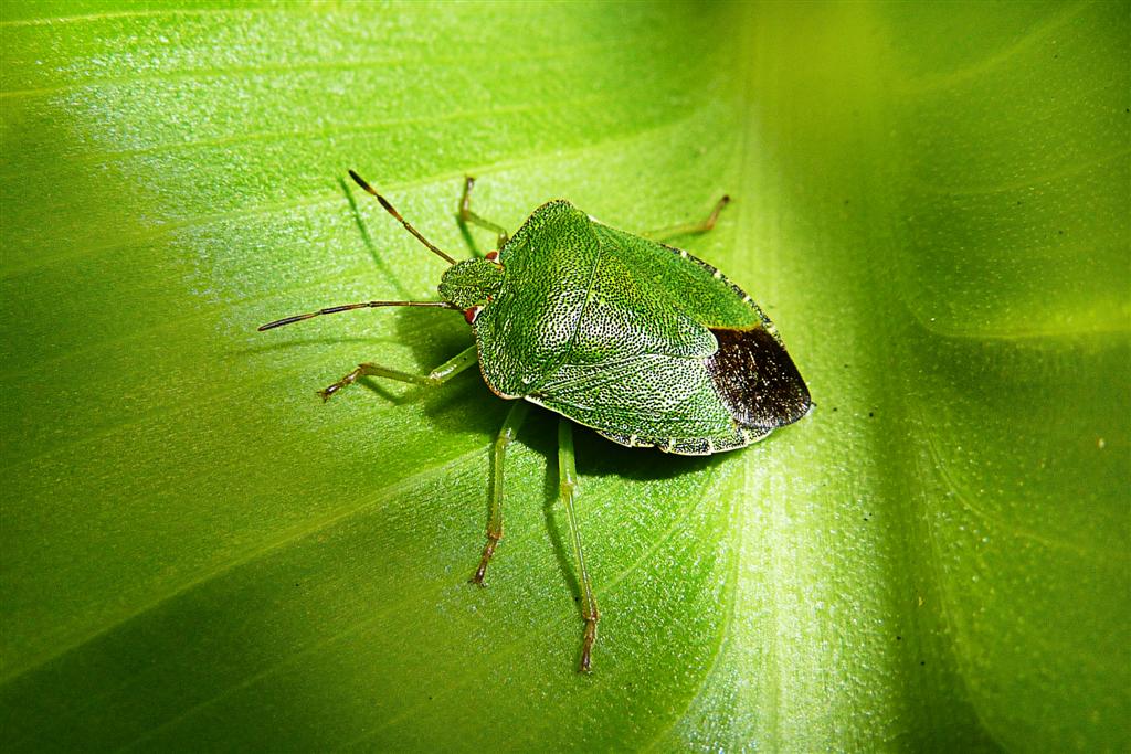 Grüne Blattwanze Foto & Bild | tiere, tierdetails, natur Bilder auf ...
