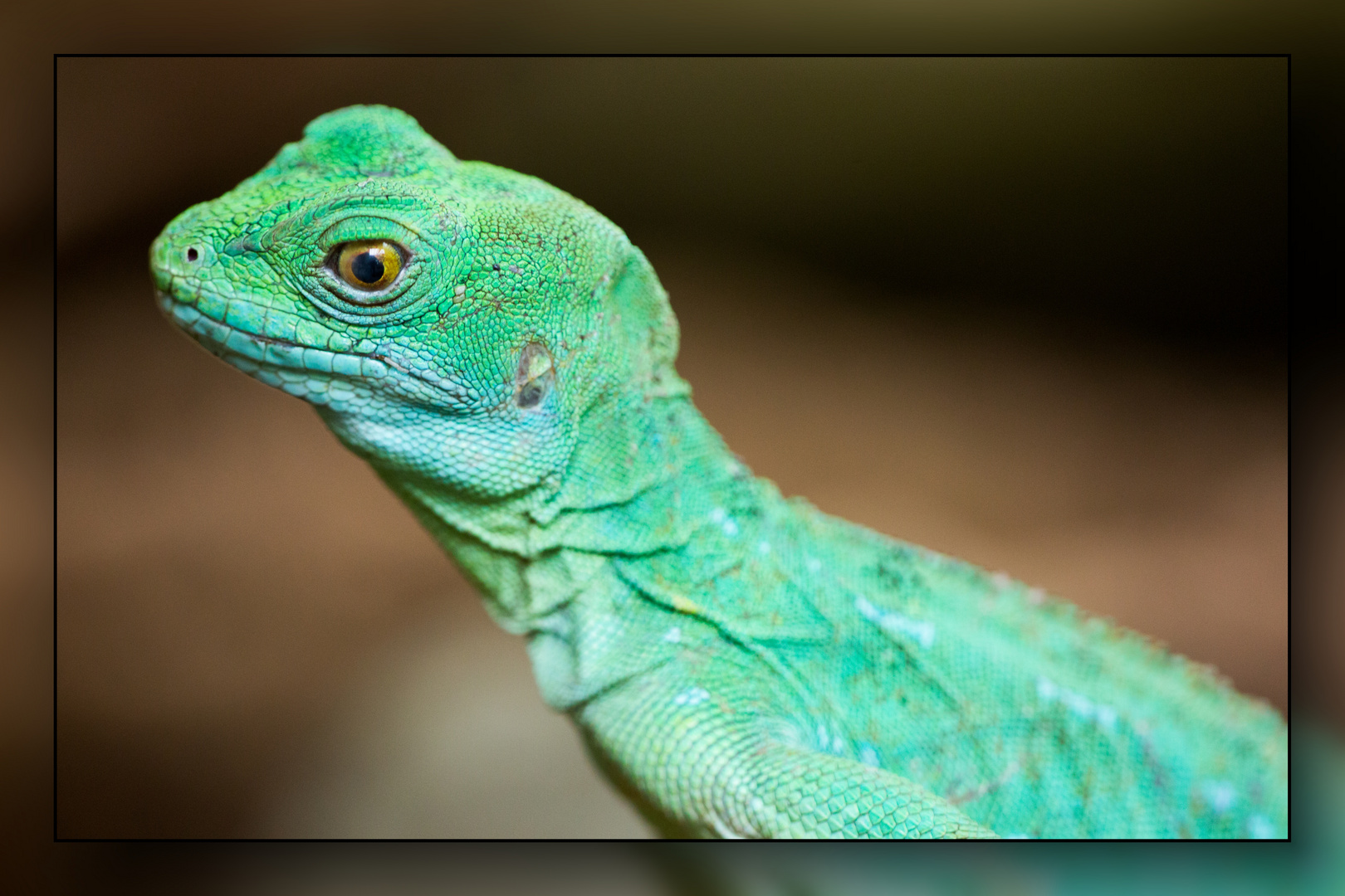 Grüne Echse 01 Foto & Bild | tiere, zoo, wildpark & falknerei ...