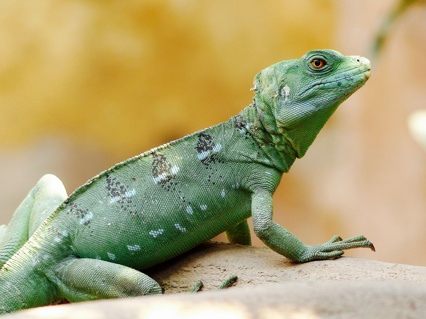 grüne Echse #2 Foto & Bild | tiere, zoo, wildpark & falknerei ...