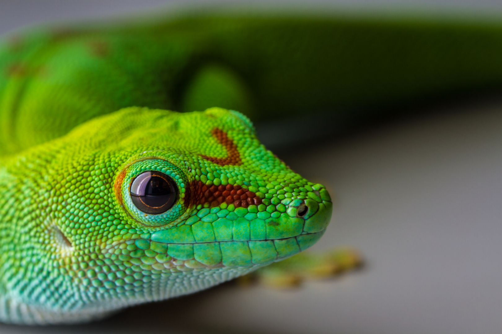 Grüne Echse Foto & Bild | tiere, natur Bilder auf fotocommunity