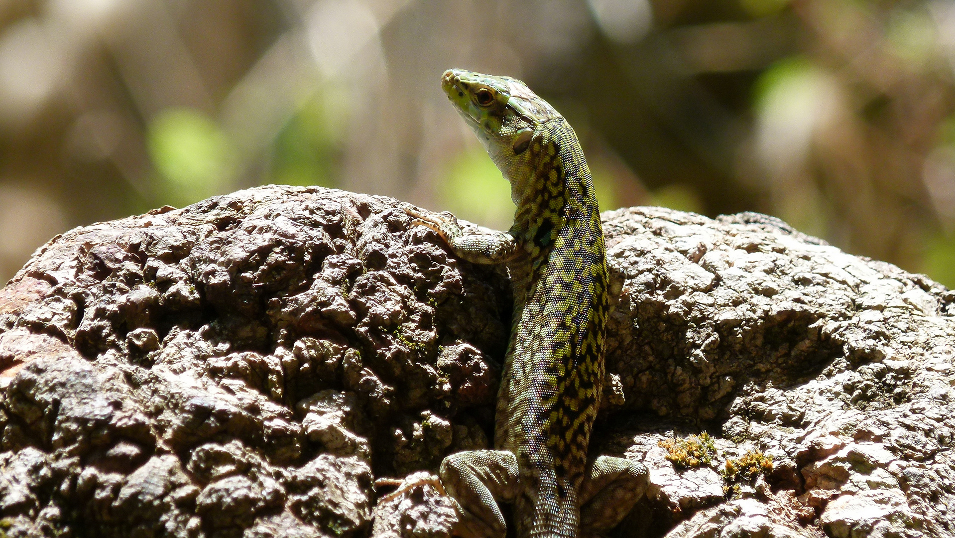 grüne Echse Foto & Bild | tiere, wildlife, amphibien & reptilien Bilder ...