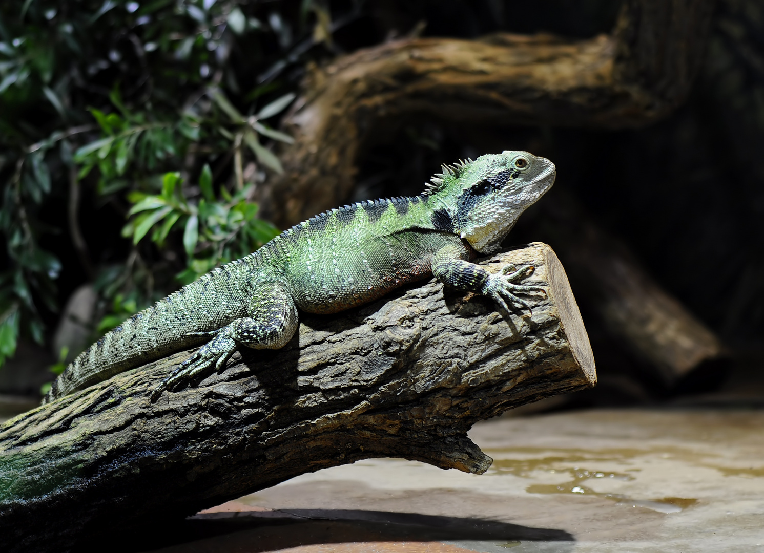 Grüne Echse Foto & Bild | natur, tiere Bilder auf fotocommunity