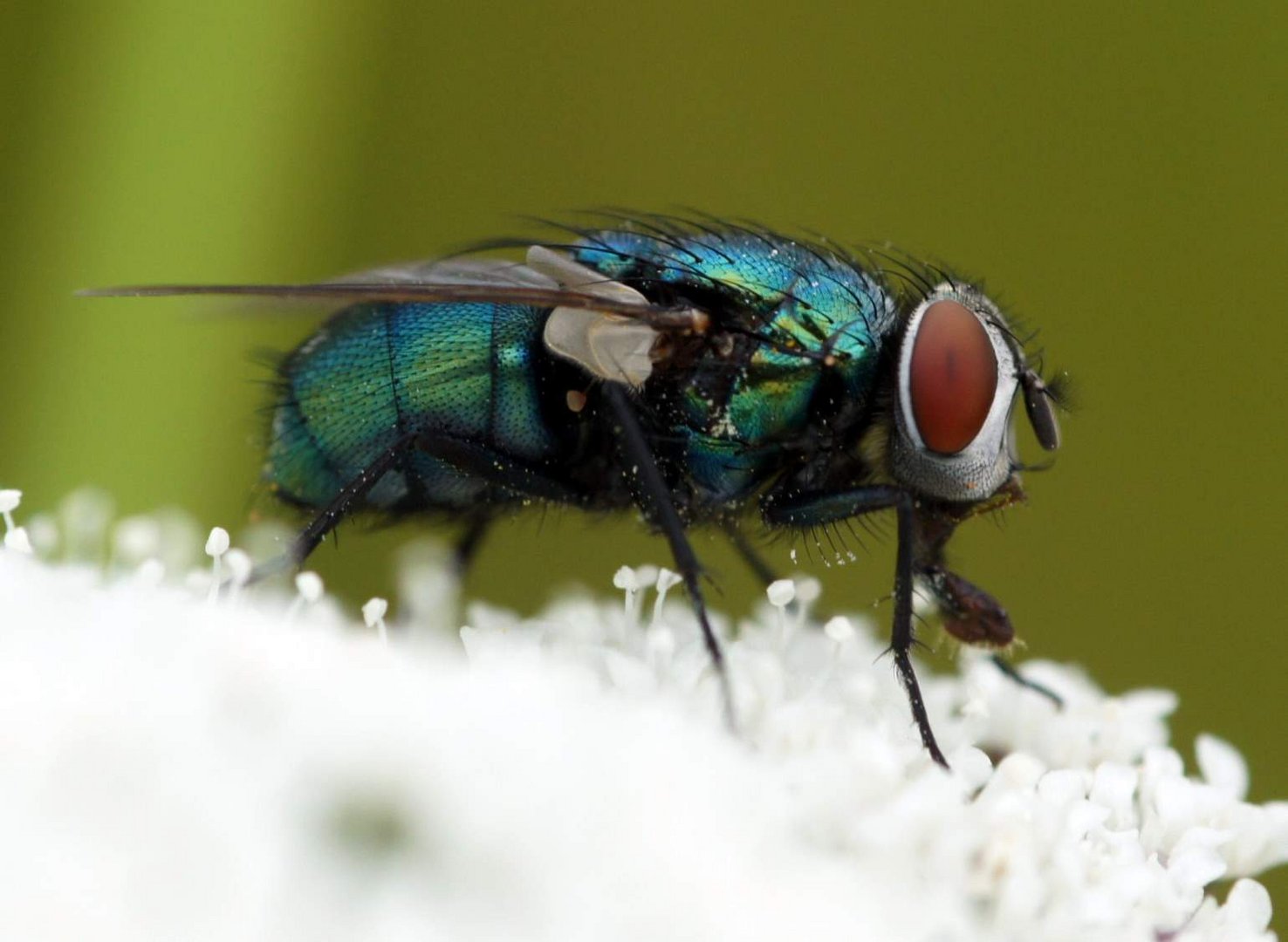 Grüne Fliege Foto & Bild | tiere, wildlife, insekten Bilder auf ...