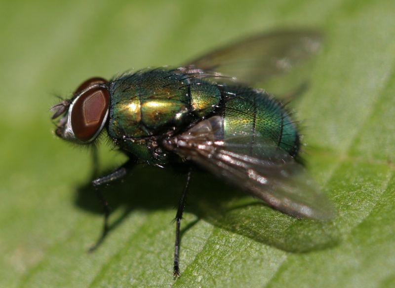 grüne Fliege Foto & Bild | tiere, wildlife, insekten Bilder auf ...