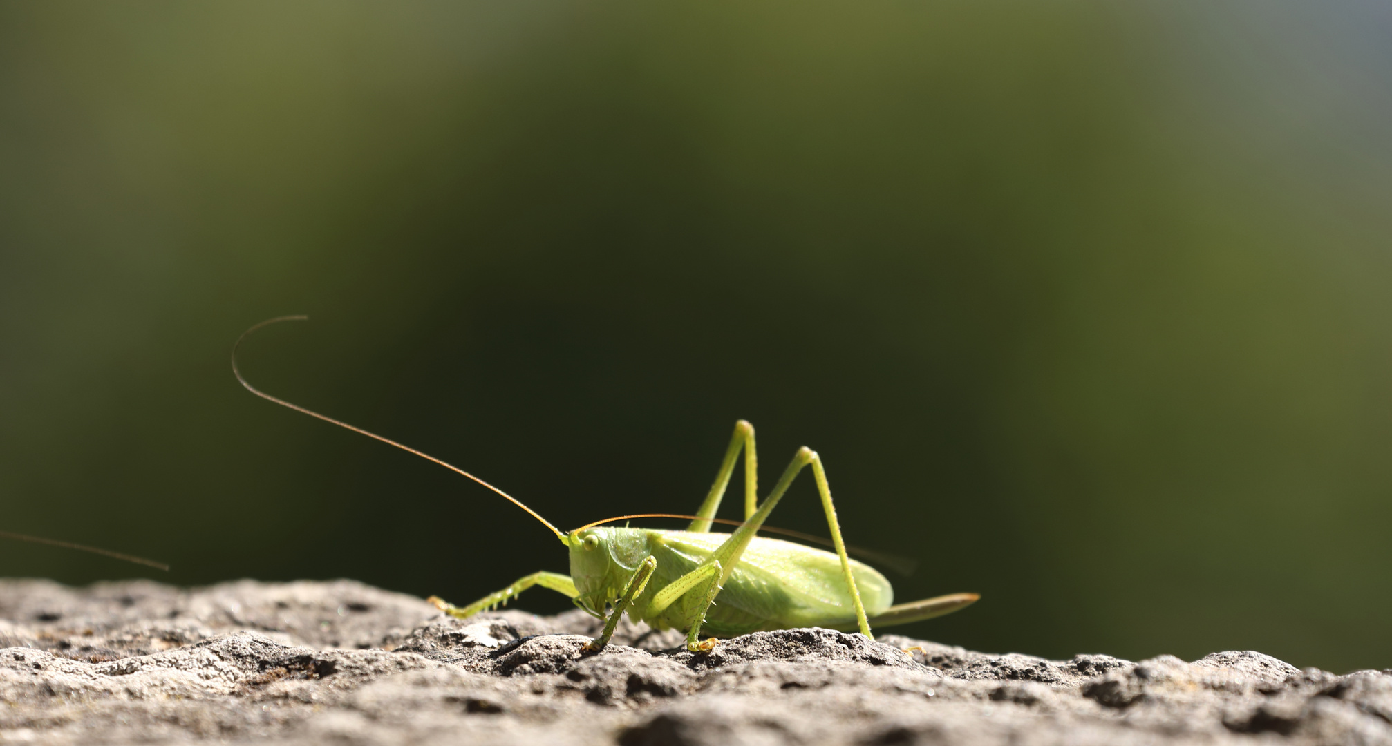 grüne Heuschrecke Foto & Bild | tiere, wildlife, insekten Bilder auf ...