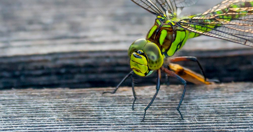 Grüne Libelle Foto & Bild | tiere, wildlife, libellen Bilder auf ...