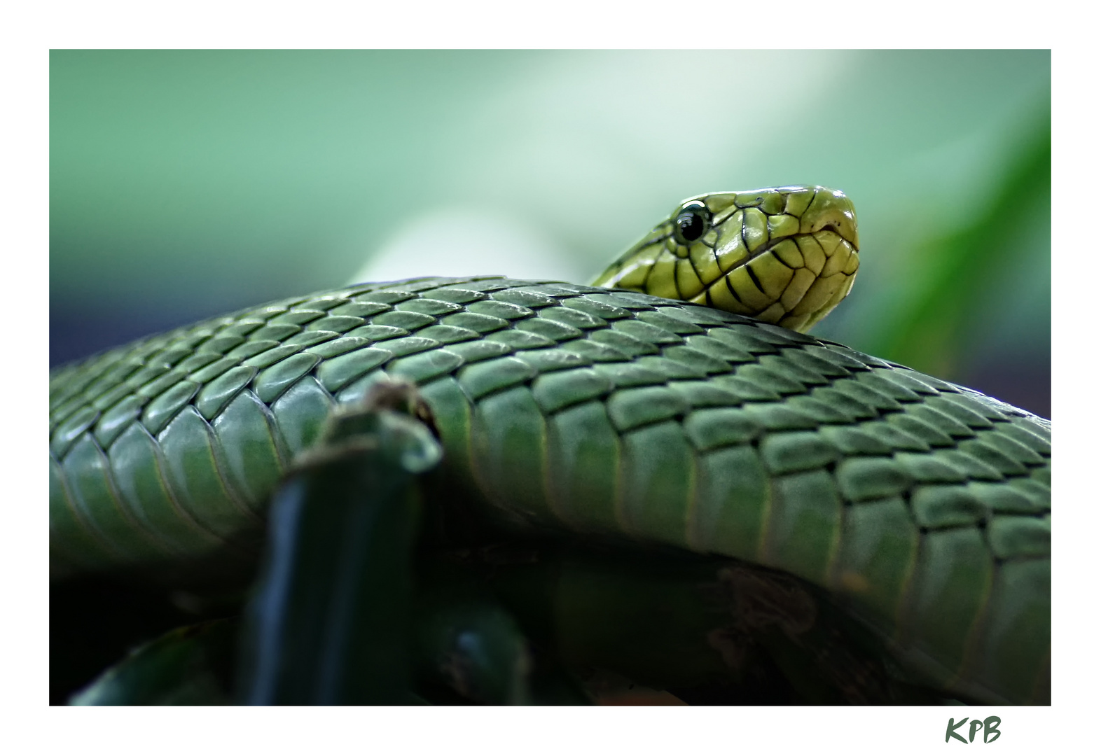 Grüne Mamba Foto & Bild | tiere, zoo, wildpark & falknerei, amphibien ...