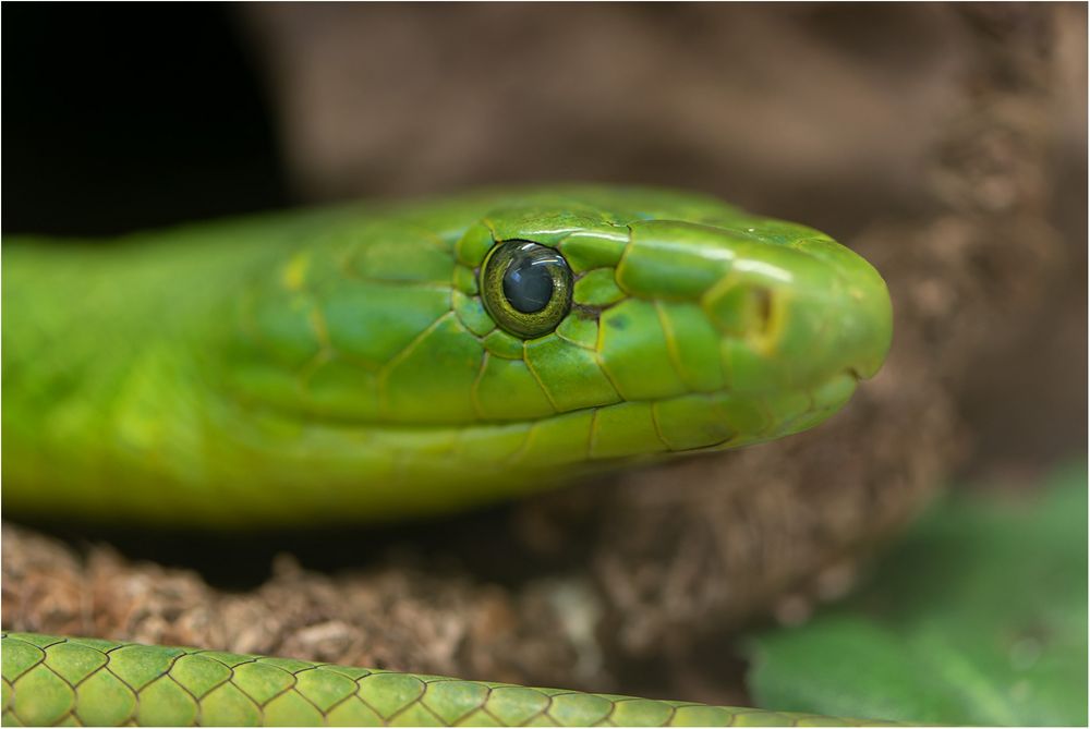 Grüne Mamba Foto & Bild | natur, giftig, portrait Bilder auf fotocommunity