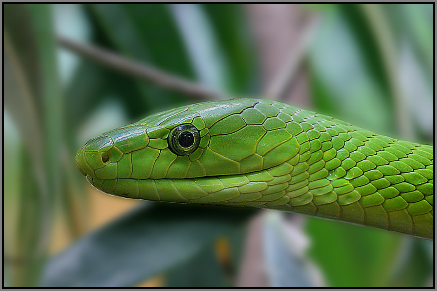 Grüne Mamba Foto & Bild | tiere, zoo, wildpark & falknerei, amphibien ...