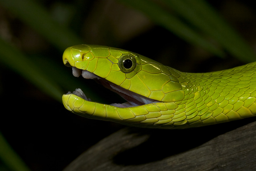 grüne Mamba Foto & Bild | tiere, zoo, wildpark & falknerei, amphibien ...
