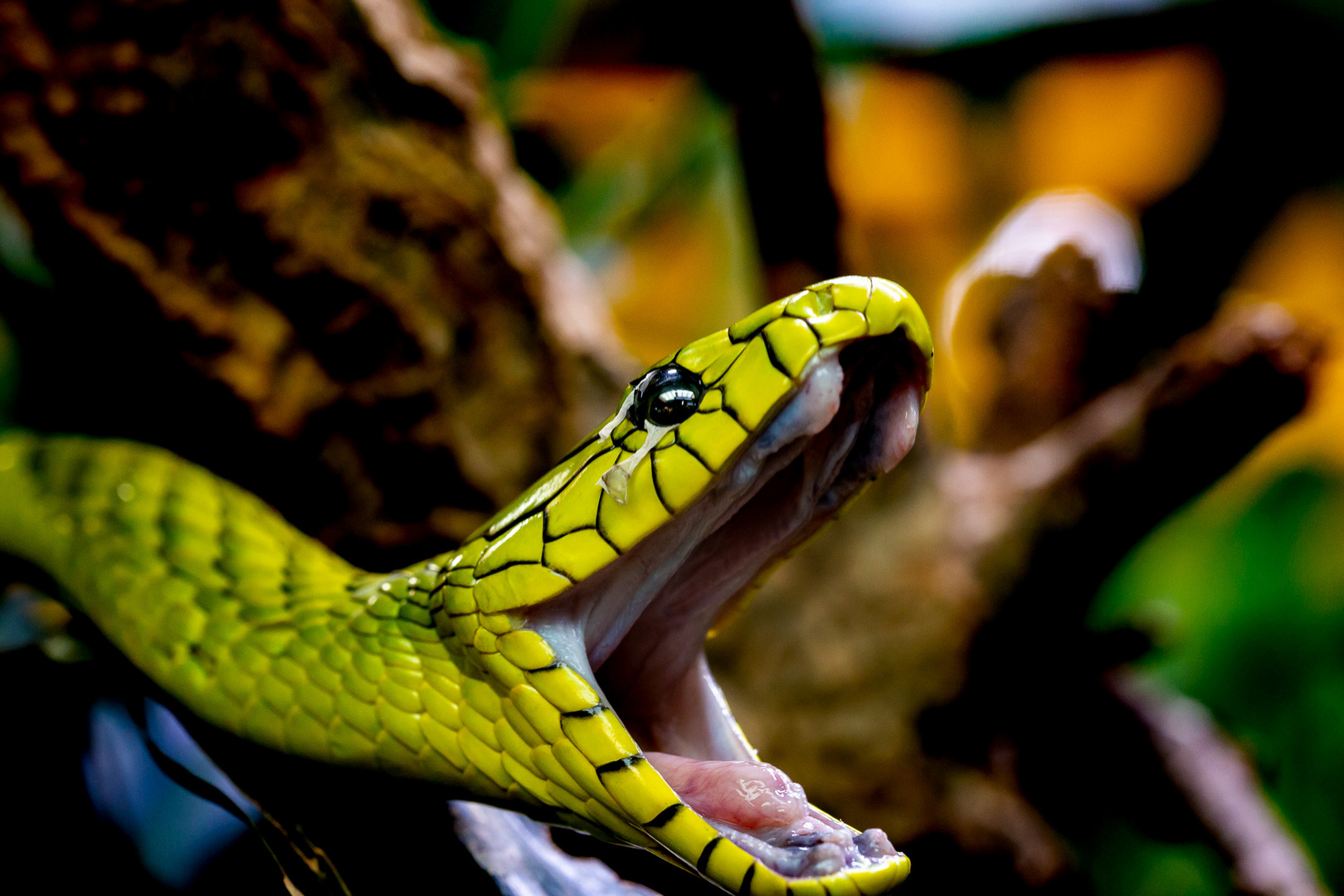 Grüne Mamba Foto & Bild | tiere, zoo, wildpark & falknerei, amphibien ...