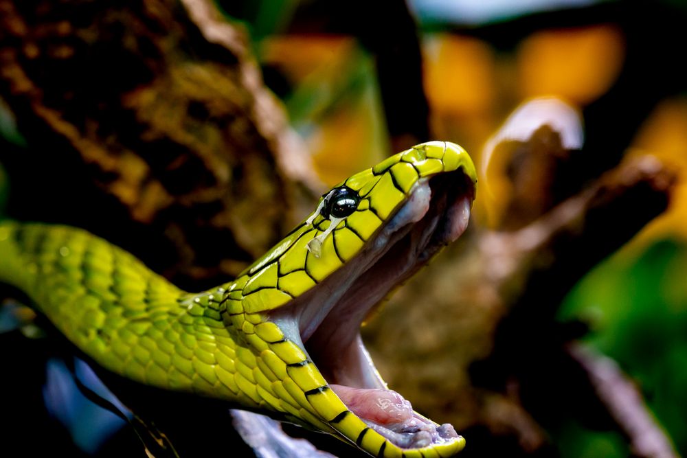 Grüne Mamba Foto & Bild | tiere, zoo, wildpark & falknerei, amphibien ...