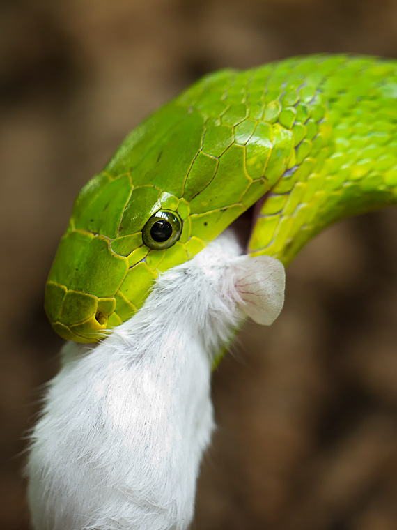 Grüne Mamba . Foto & Bild | tiere, zoo, wildpark & falknerei, amphibien ...