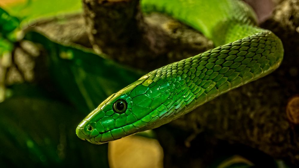 Grüne Mamba Foto & Bild | tiere, zoo, wildpark & falknerei, amphibien ...
