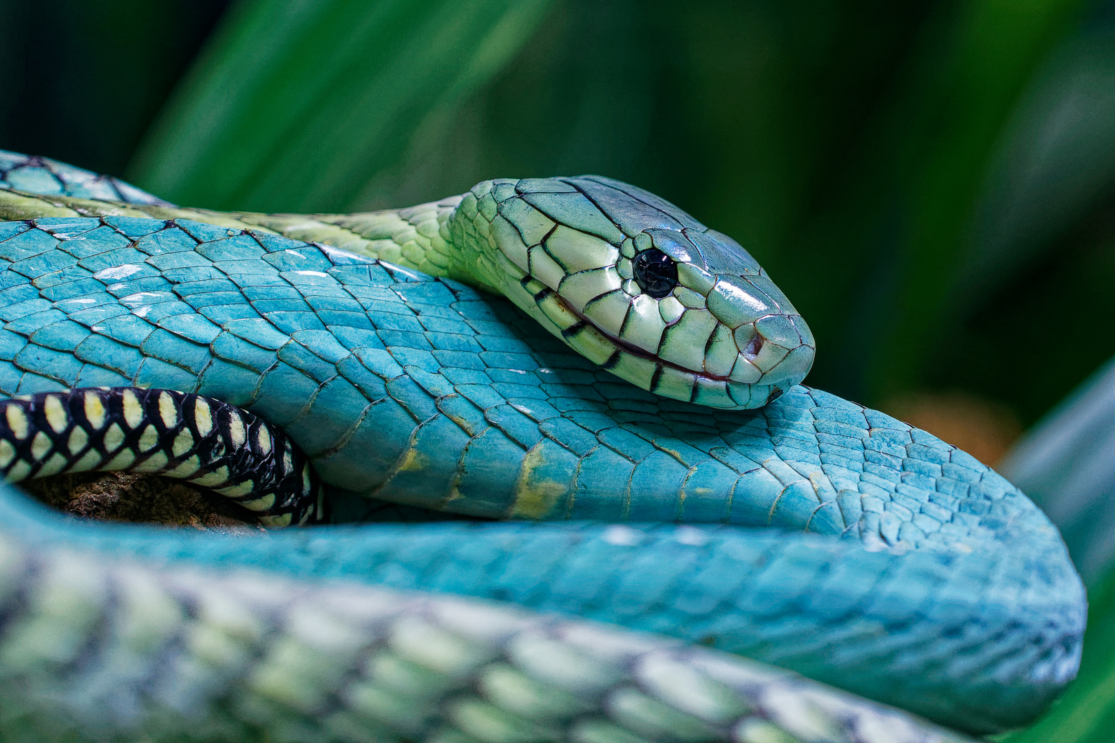Grüne Mamba I Foto & Bild | grün, schlange, reptil Bilder auf fotocommunity