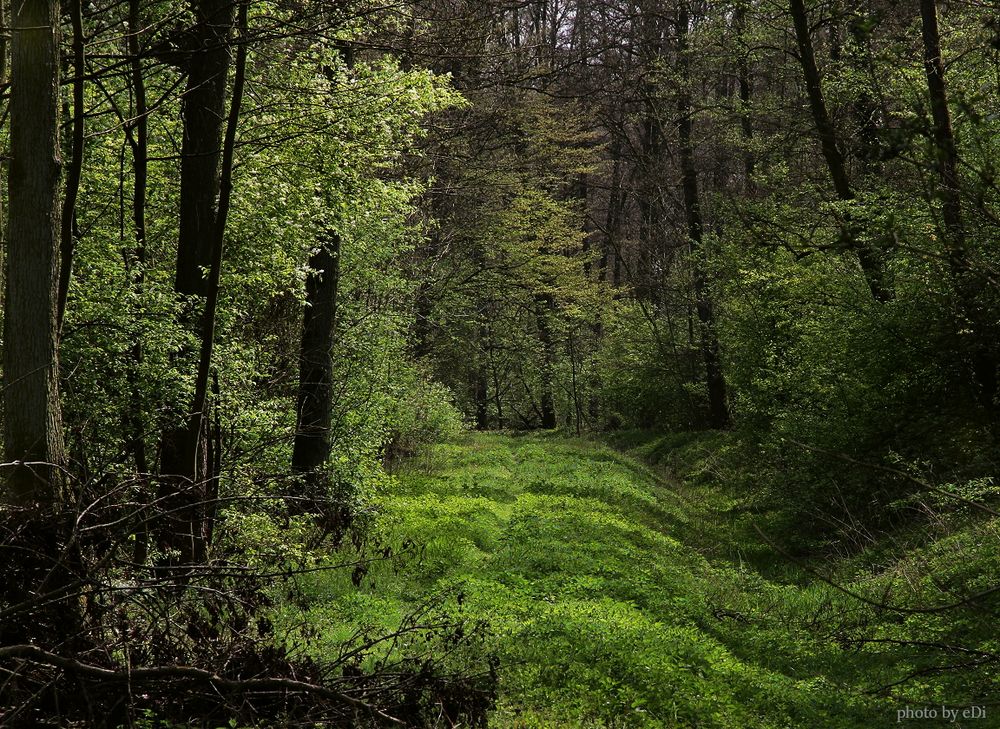 Grüne Natur Foto & Bild | landschaft, wald, natur Bilder auf fotocommunity