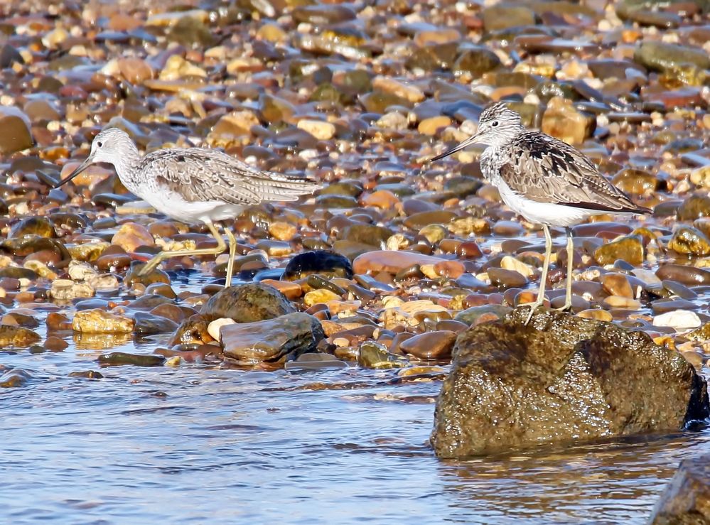 Grüne Schenkel :-) Foto & Bild | natur, tiere, vögel Bilder auf ...