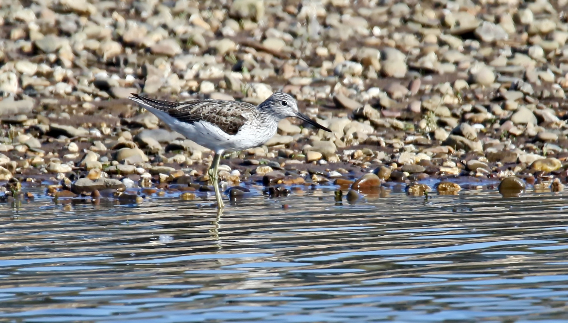 grüne Schenkel Foto & Bild | natur, tiere, vögel Bilder auf fotocommunity