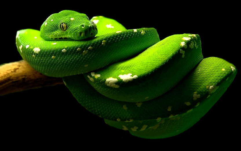 Grüne Schlange Foto & Bild | tiere, zoo, wildpark & falknerei ...