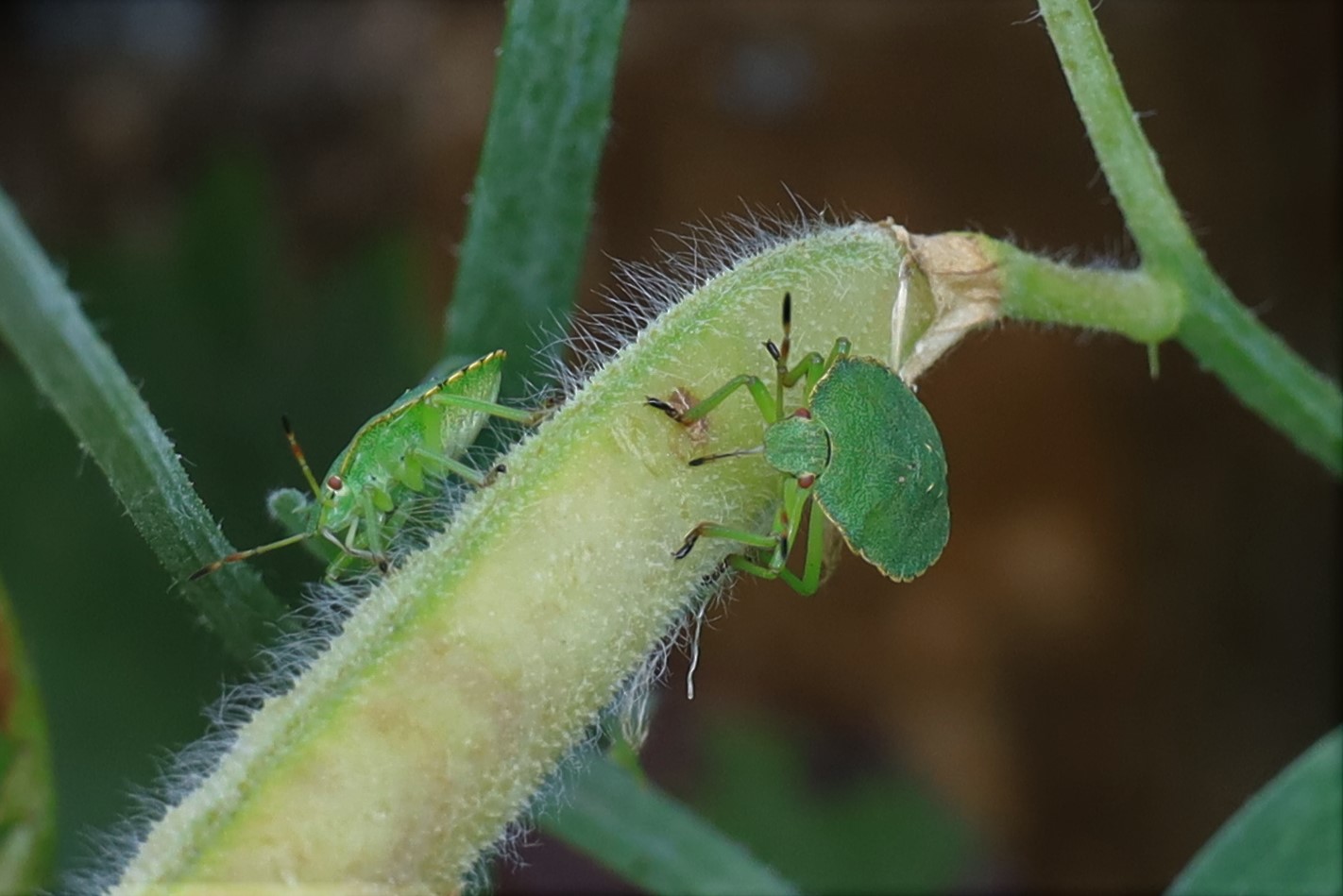 Grüne Stinkwanze Foto & Bild | natur, tiere Bilder auf fotocommunity