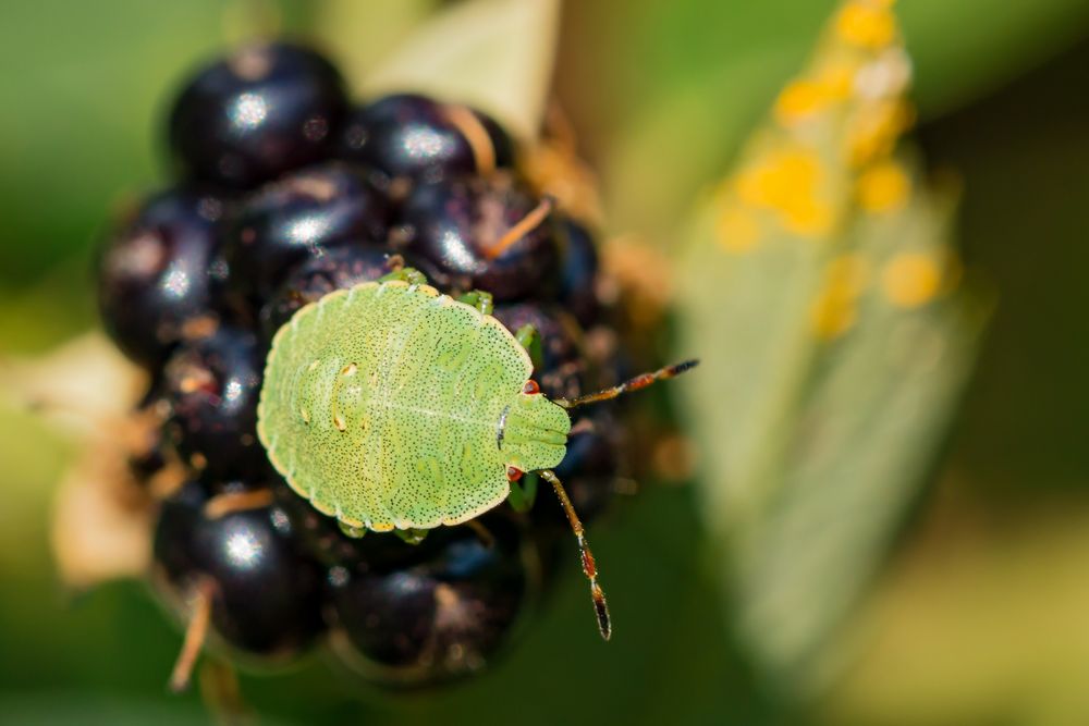 Grüne Stinkwanze Foto & Bild | tiere, wildlife, insekten Bilder auf ...