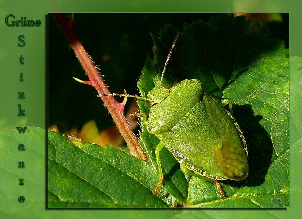 Grüne Stinkwanze Foto & Bild | tiere, wildlife, insekten Bilder auf ...