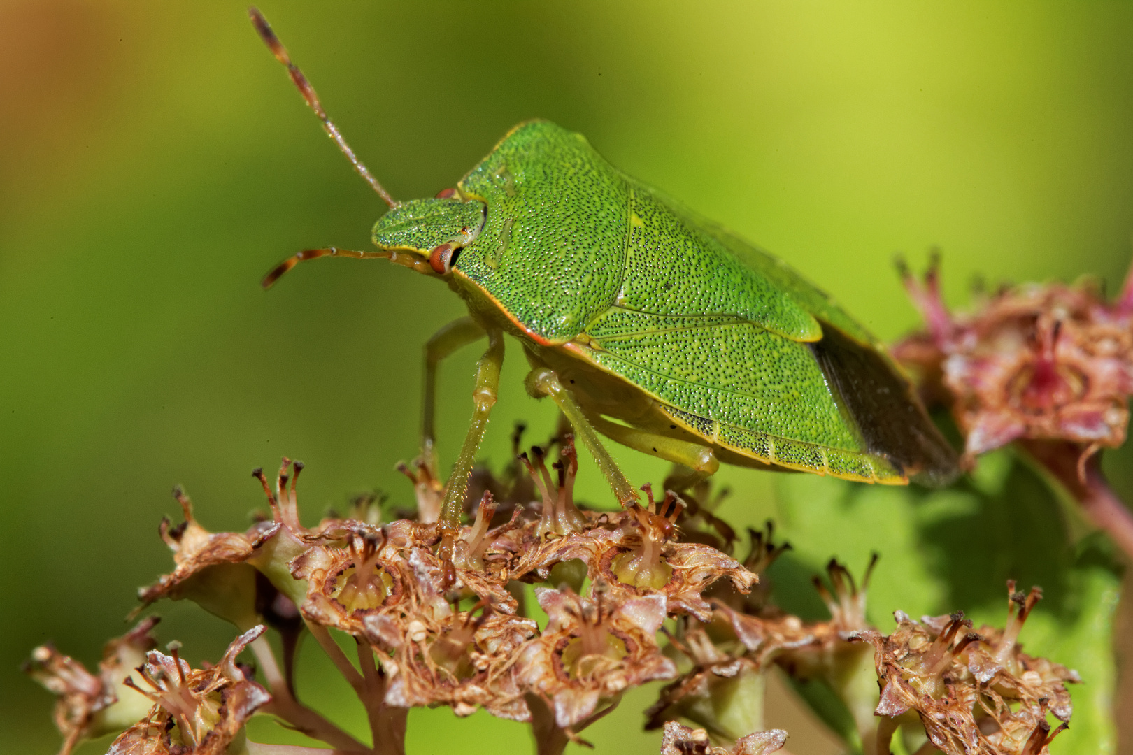Grüne Stinkwanze Foto & Bild | tiere, wildlife, insekten Bilder auf ...