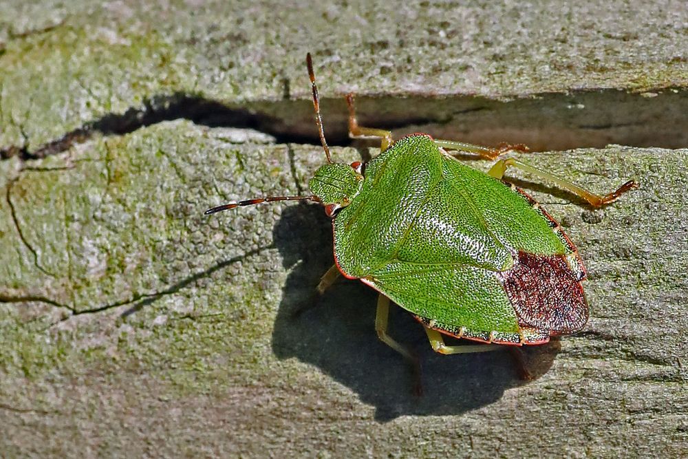 Grüne Stinkwanze Foto & Bild | andere insekten, fotos, makro Bilder auf ...