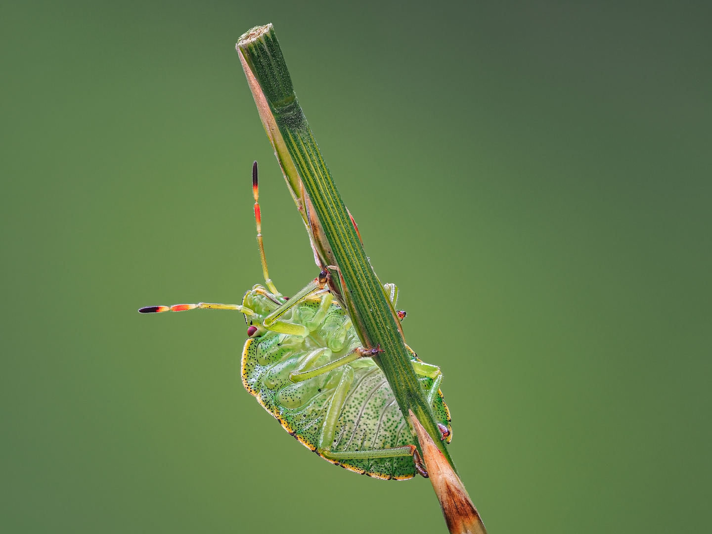 Grüne Stinkwanze Foto & Bild | nah- & makro, tiere, wildlife Bilder auf ...